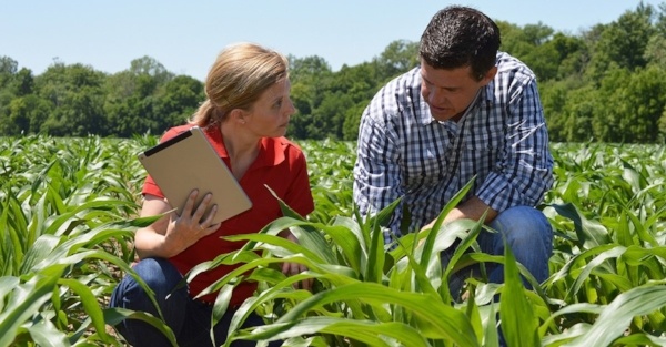 Crop Scouting Success: Timing is Everything